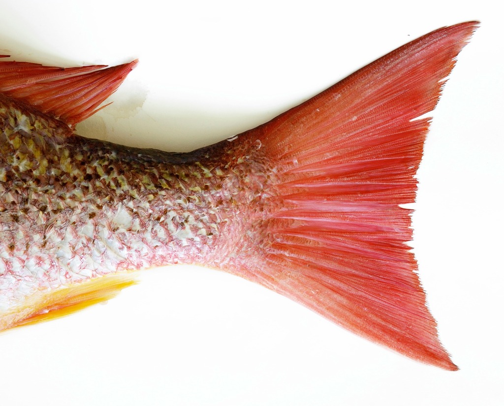 A misleading tail - Baton Rouge Business Report