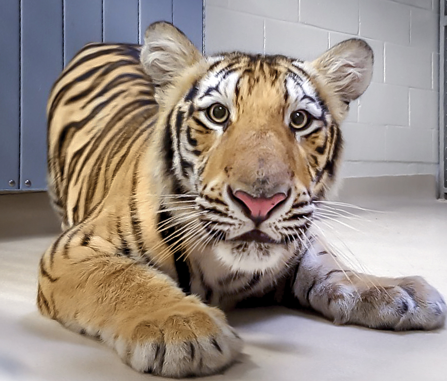 LSU’s potential new live tiger mascot arrives on campus - Baton Rouge ...