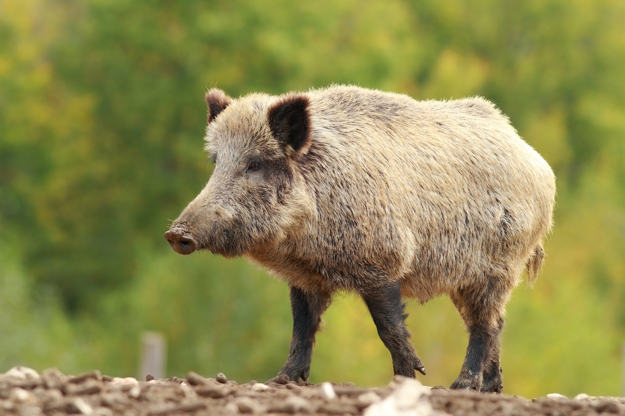 Feral hogs cost Louisiana more than $90M annually