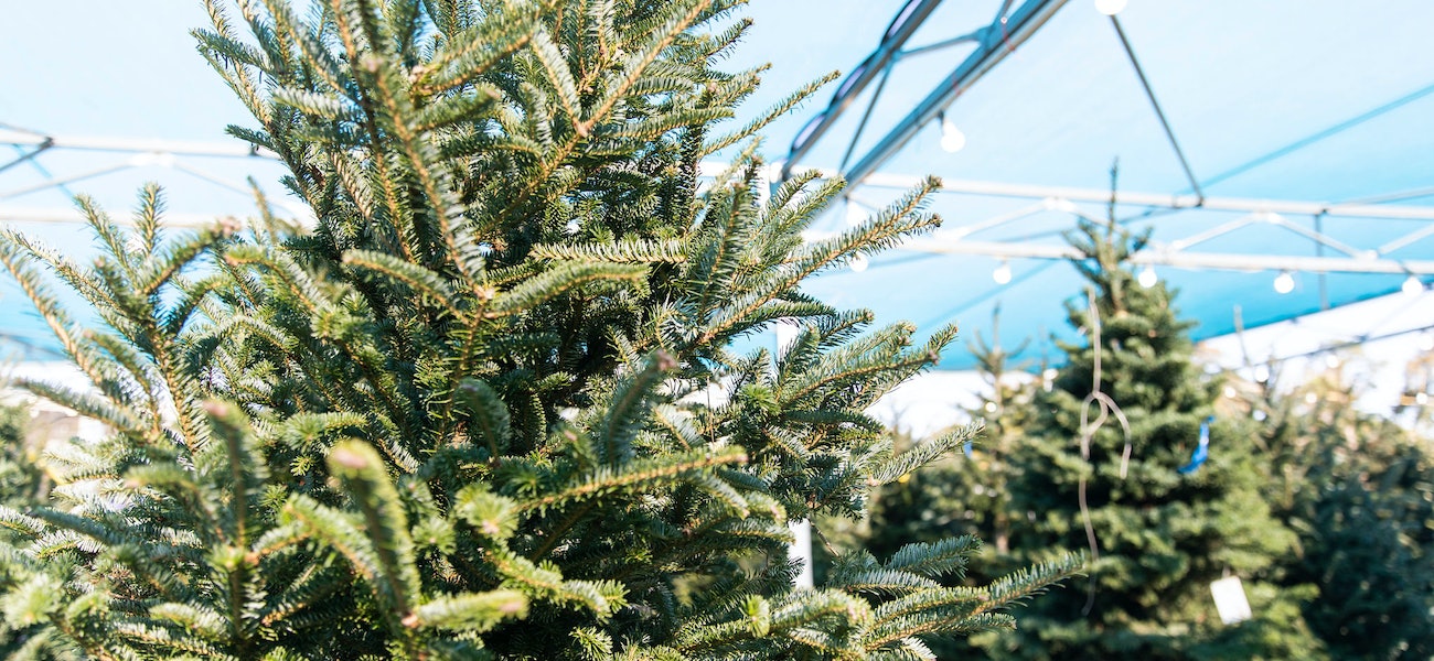 Christmas tree shortage? These Baton Rouge businesses are selling live ...