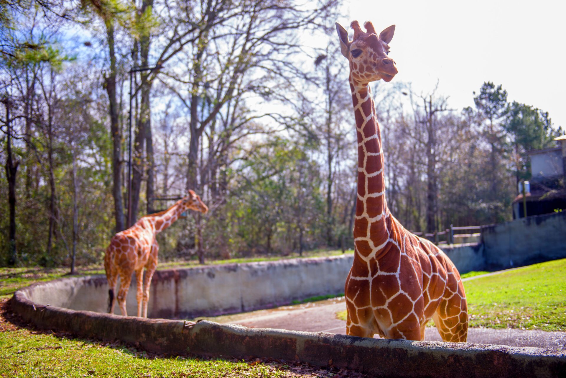 BREC's Baton Rouge Zoo: Connecting people with the natural world ...