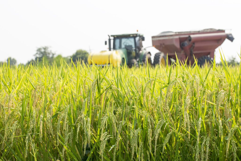 Researchers designing a new drought-resistant rice through a USDA grant